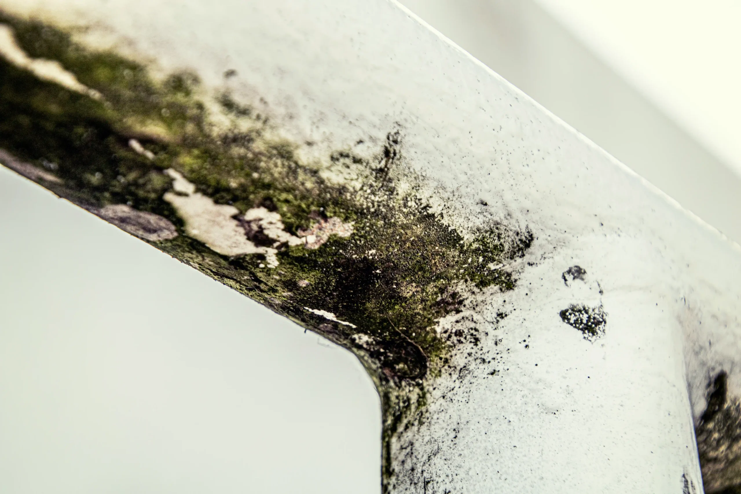 Damp and Mould Surveys & Repairs | Expert Infrared Reporting